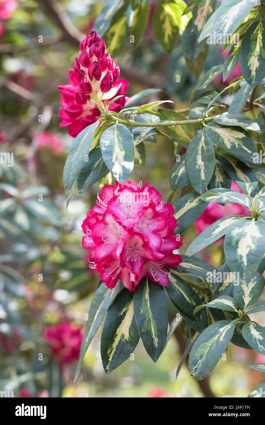 Evergreen azalea hi-res stock photography and images - Alamy