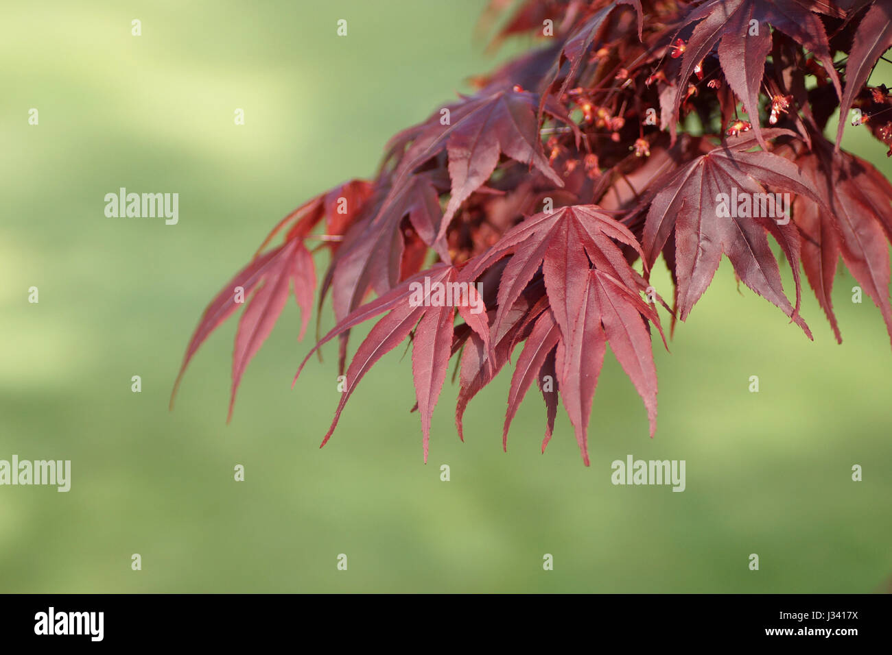 Garden photography with japanese maple hi-res stock photography and ...