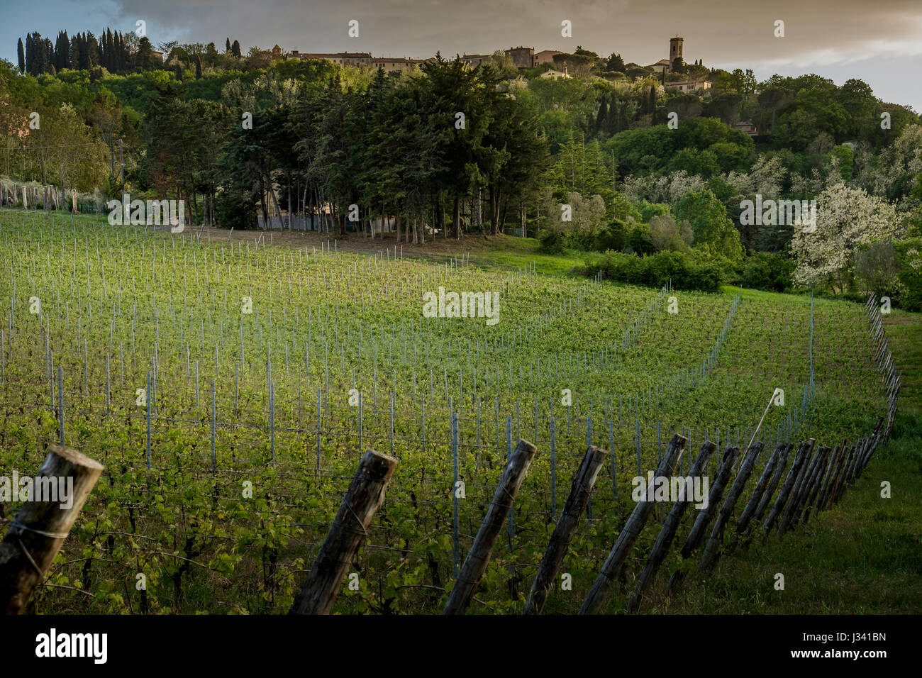 Montescudaio, Pisa, Tuscany, Italy, Landscape from the vineyards of the ...