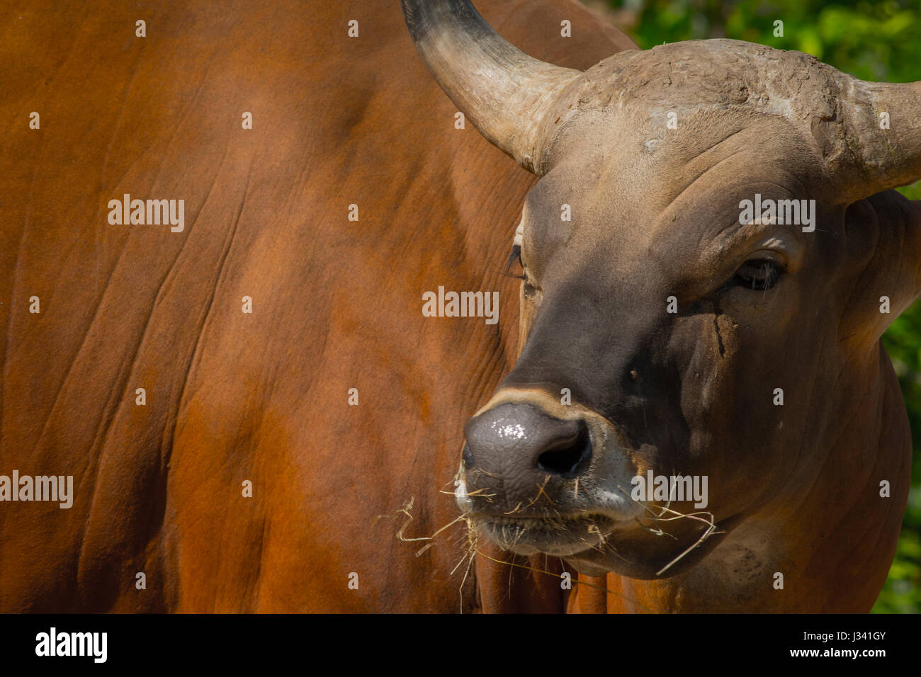 banteng with big body and strong in portrait Stock Photo - Alamy