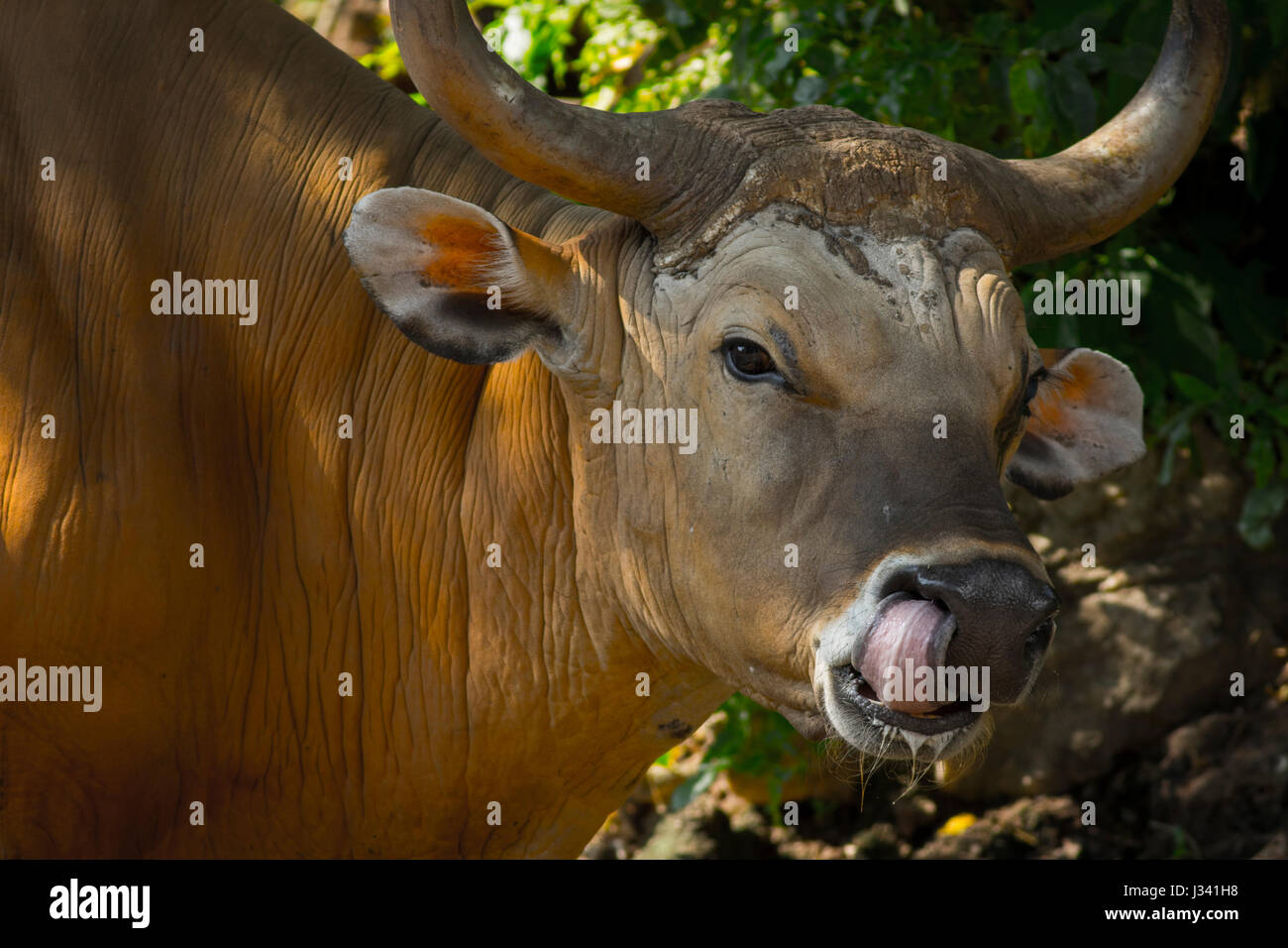banteng with big body and strong in portrait Stock Photo - Alamy