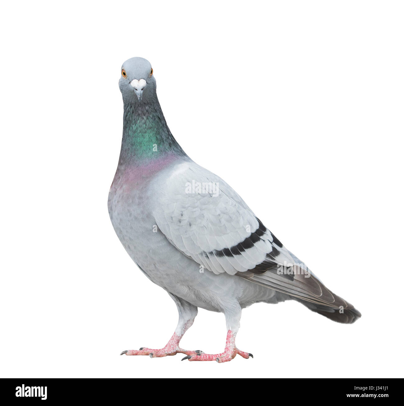 close up full body of speed racing pigeon bird looking to camera ...