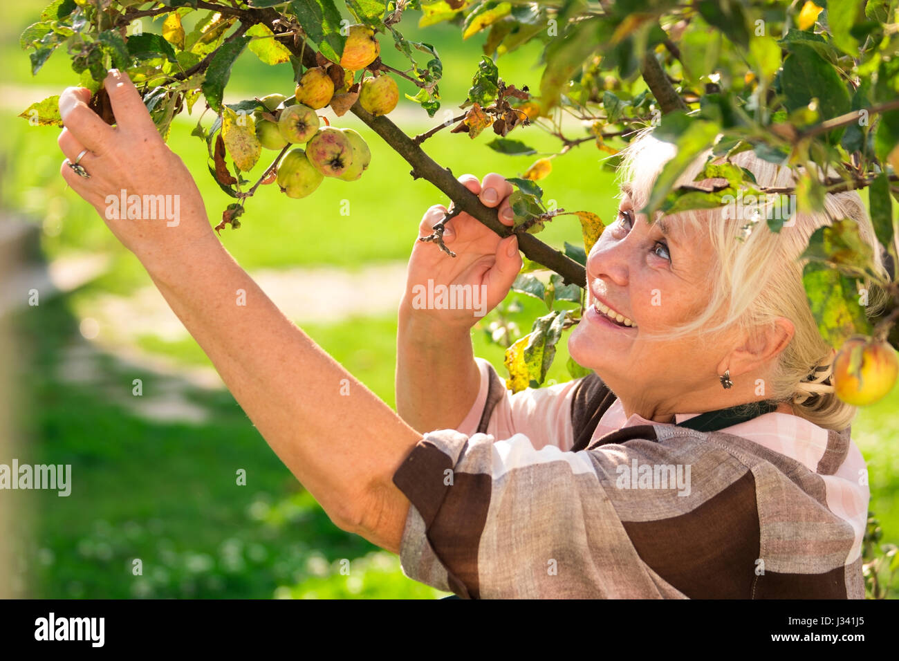 Senior lady apple tree hi-res stock photography and images - Alamy