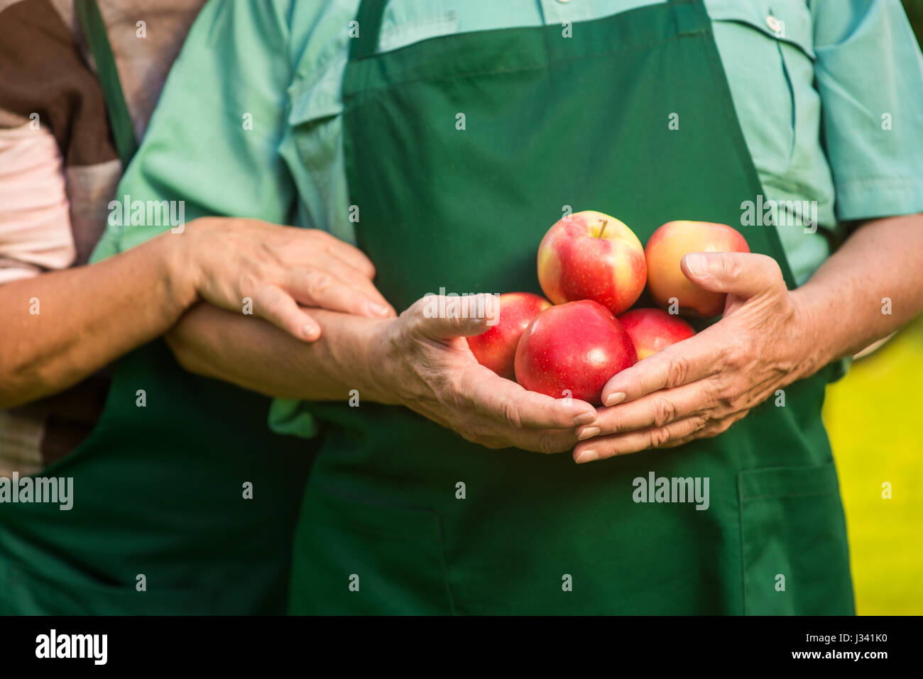 Senior male hands holding apples Stock Photo - Alamy
