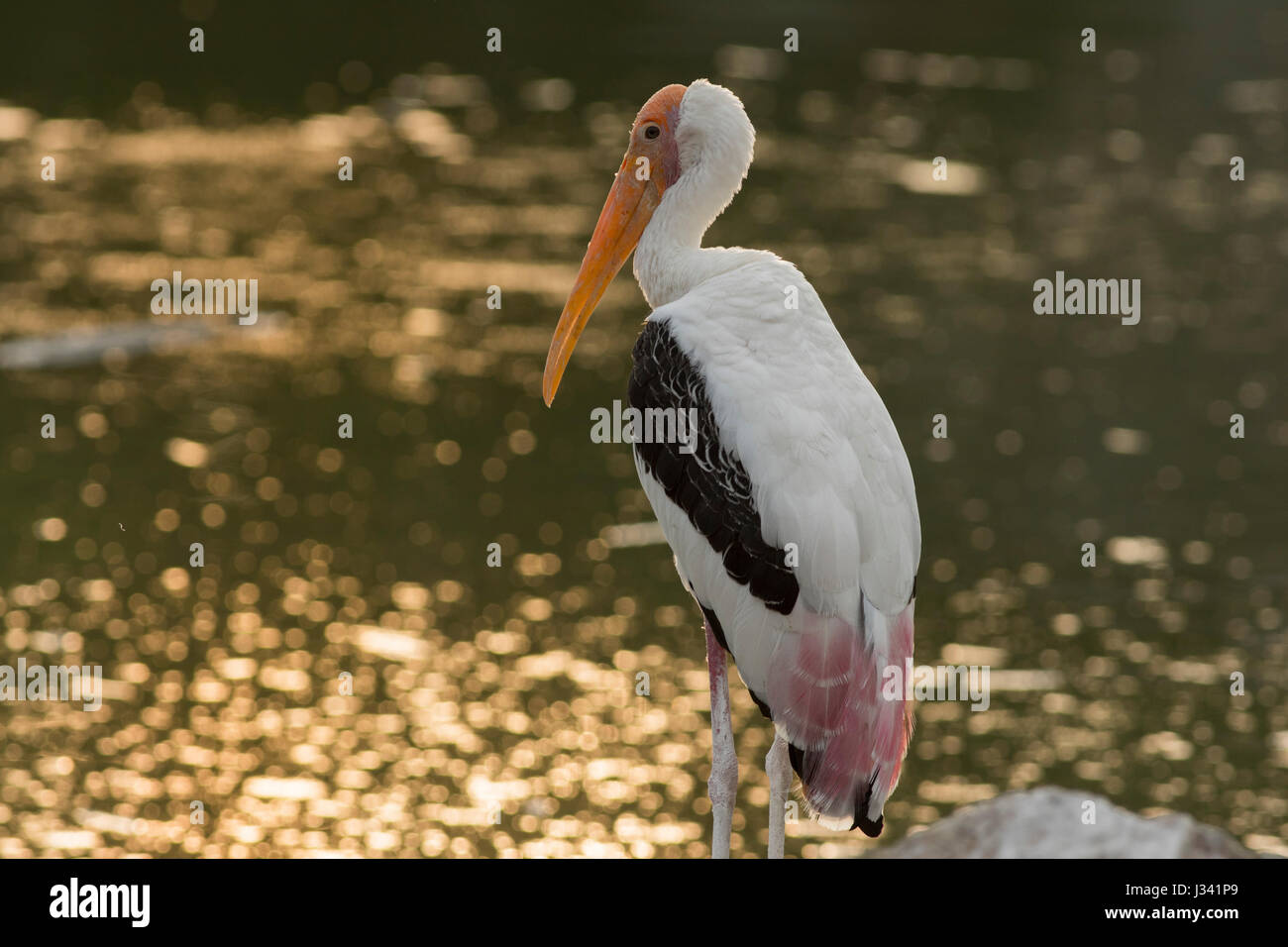 a big bird (painted stork) standing in side view with green background ...