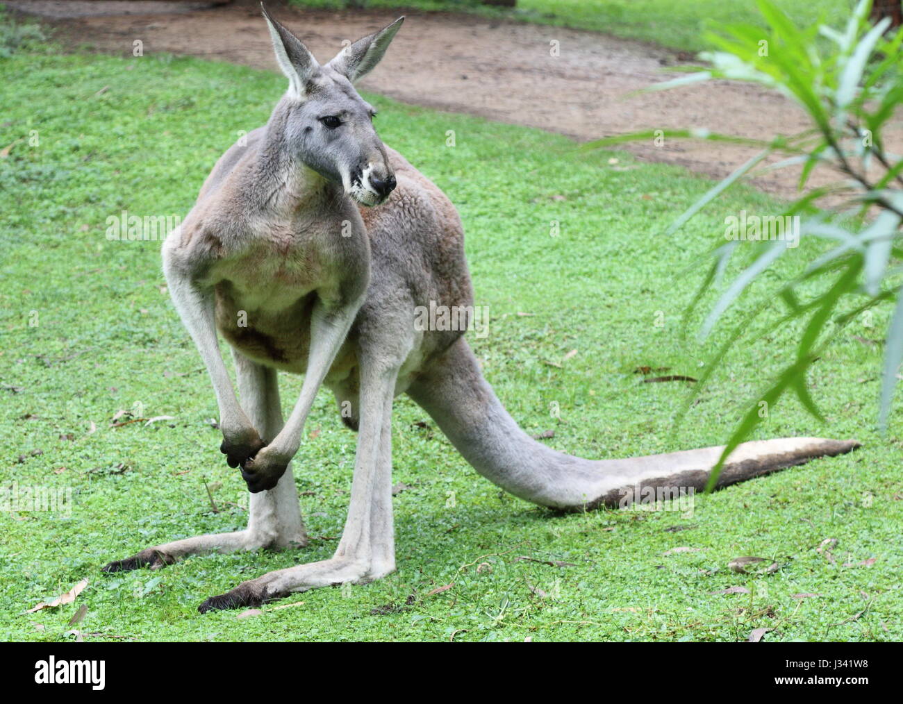 Melbourne zoo kangaroo hi-res stock photography and images - Alamy