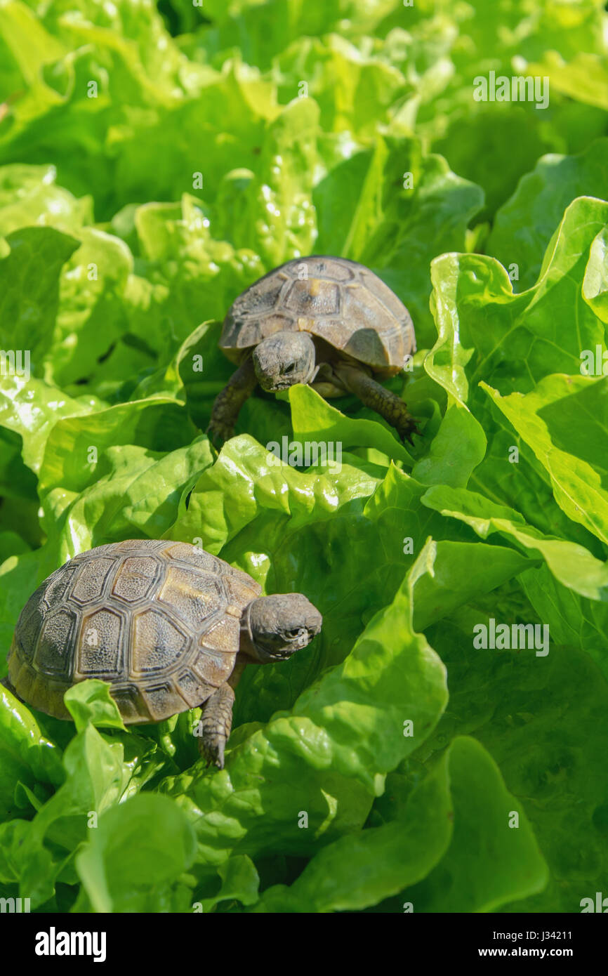 Baby reptile play hi-res stock photography and images - Alamy