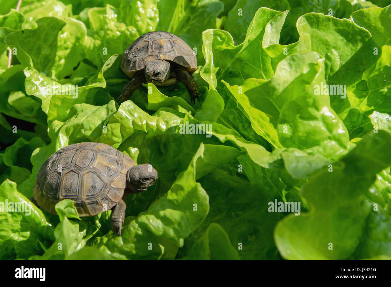 The little turtles play Stock Photo - Alamy