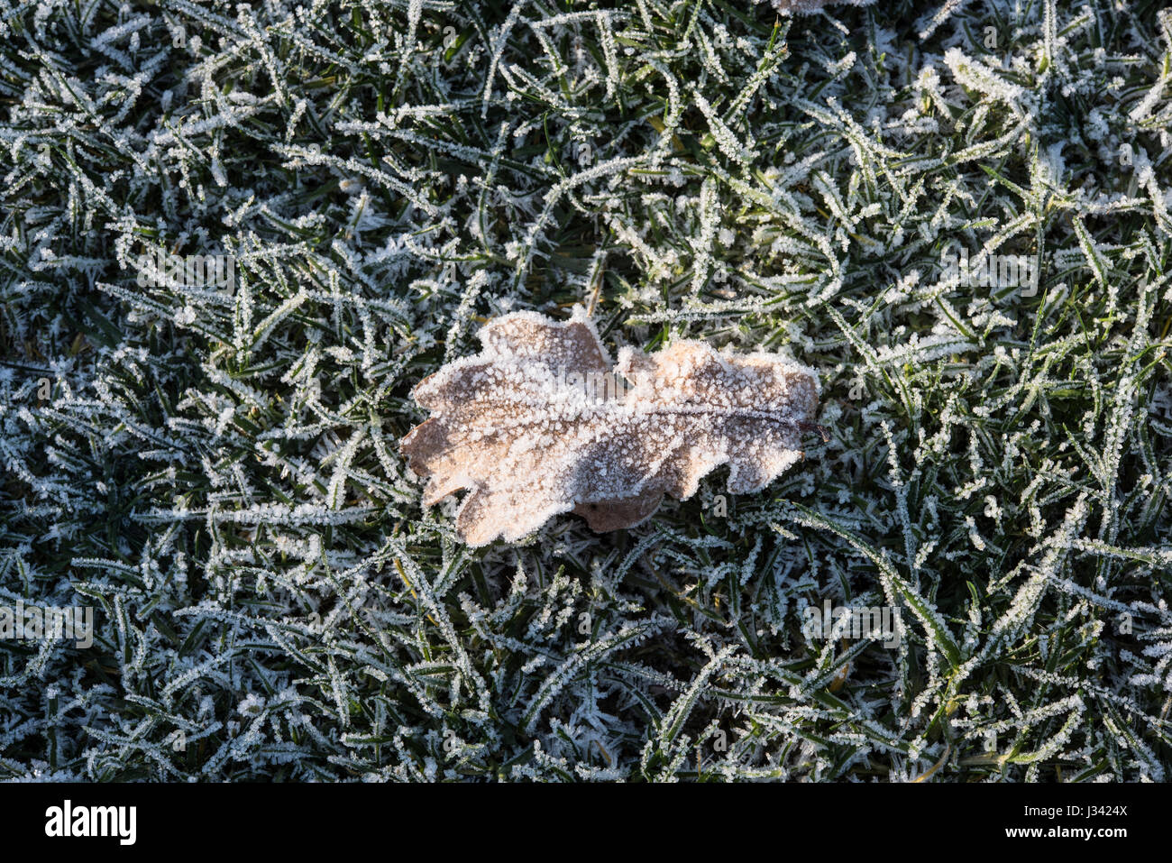 Frozen leaf covered in frost Stock Photo - Alamy
