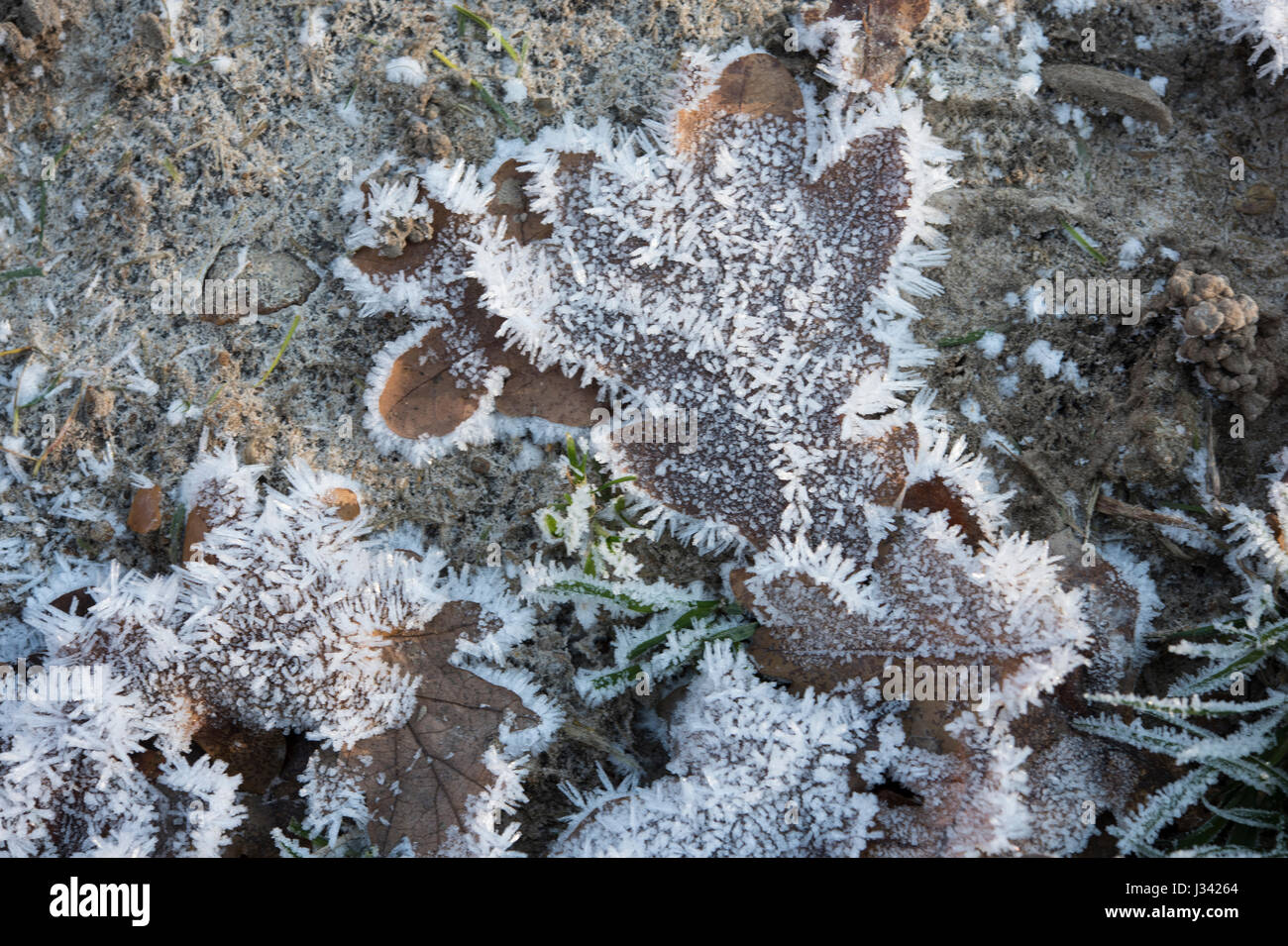Frozen leaf covered in frost Stock Photo - Alamy