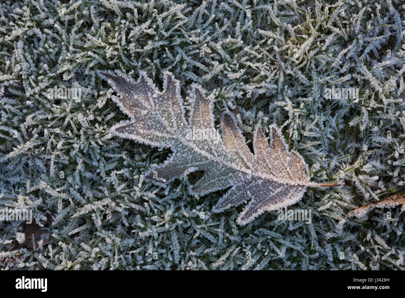 Frozen leaf covered in frost Stock Photo - Alamy