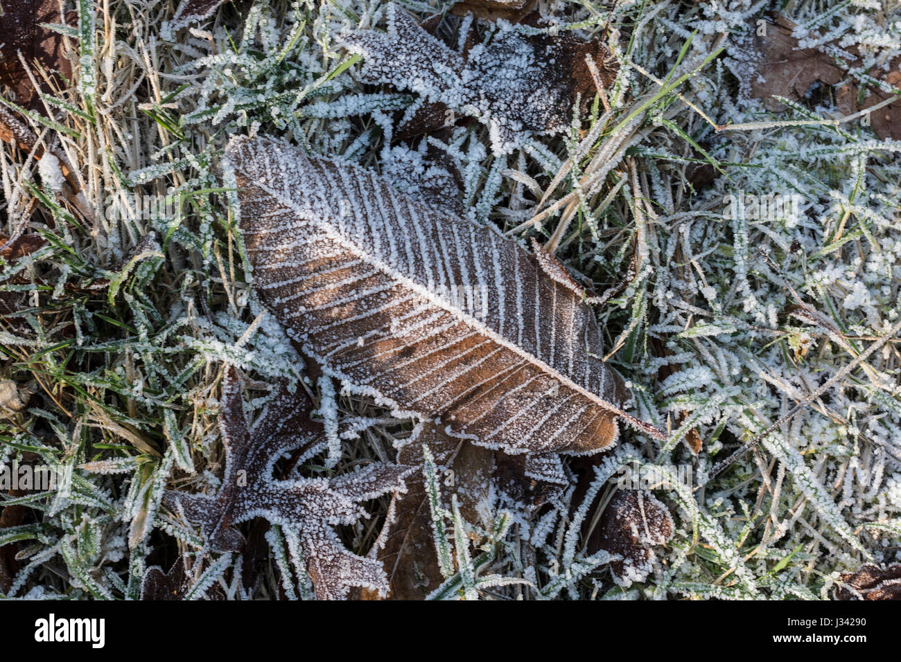 Frozen leaf covered in frost Stock Photo - Alamy