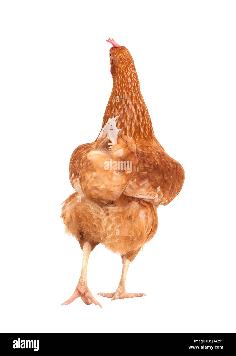 rear view full body of brown chicken ,hen isolate white background ...