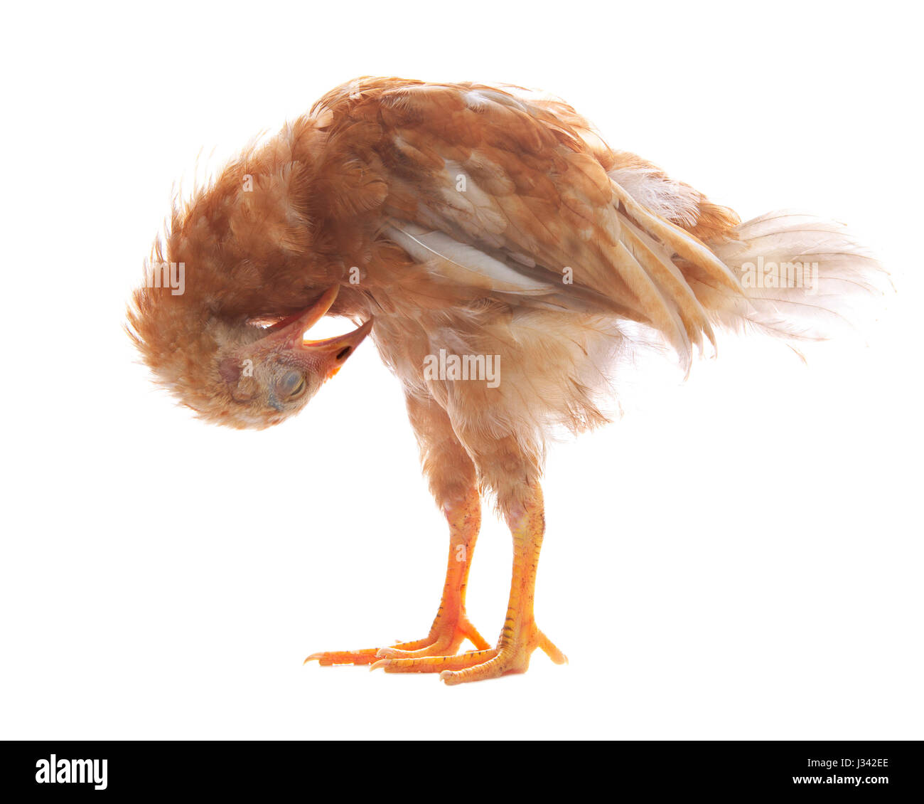 eggs hen chicken standing and preening plumage feather isolated white ...