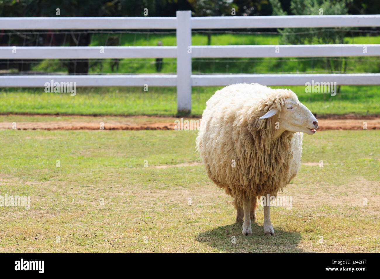 body part of sheep face standing on green grass field in ranch farm ...