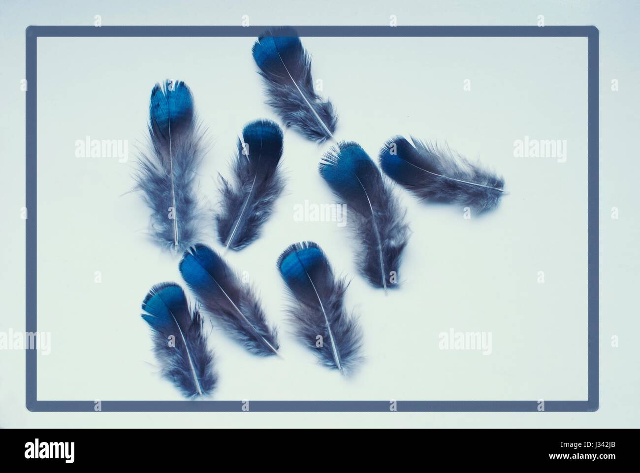 Group of feathers with blue ending Stock Photo - Alamy