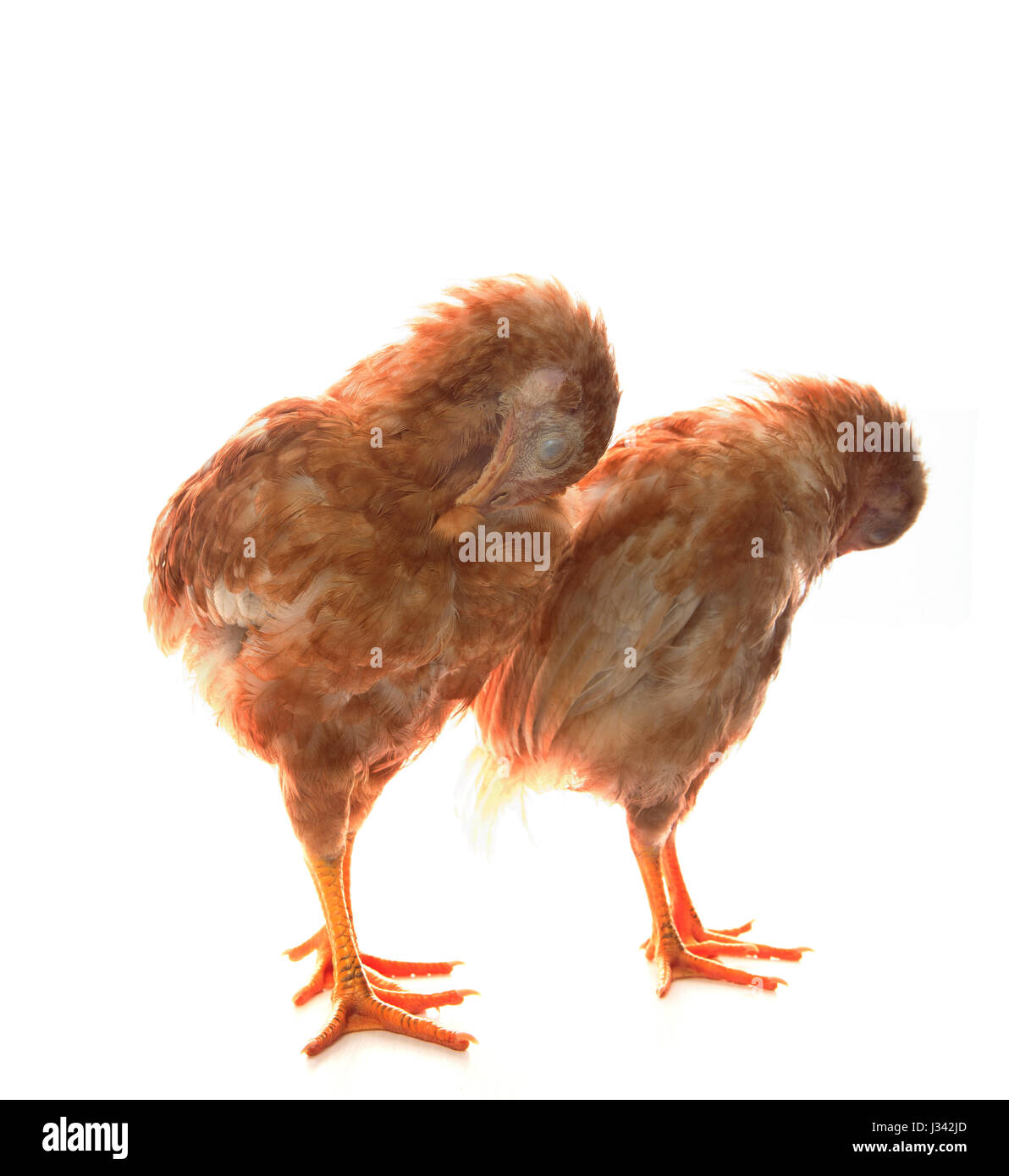 two eggs hen chicken standing and preening plumage feather isolated ...