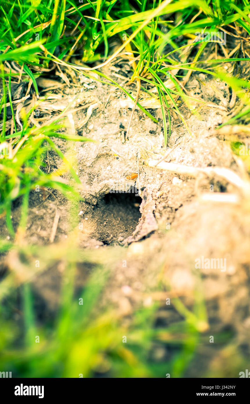 an unknown animal or grid bug home underground on a hillside covered ...