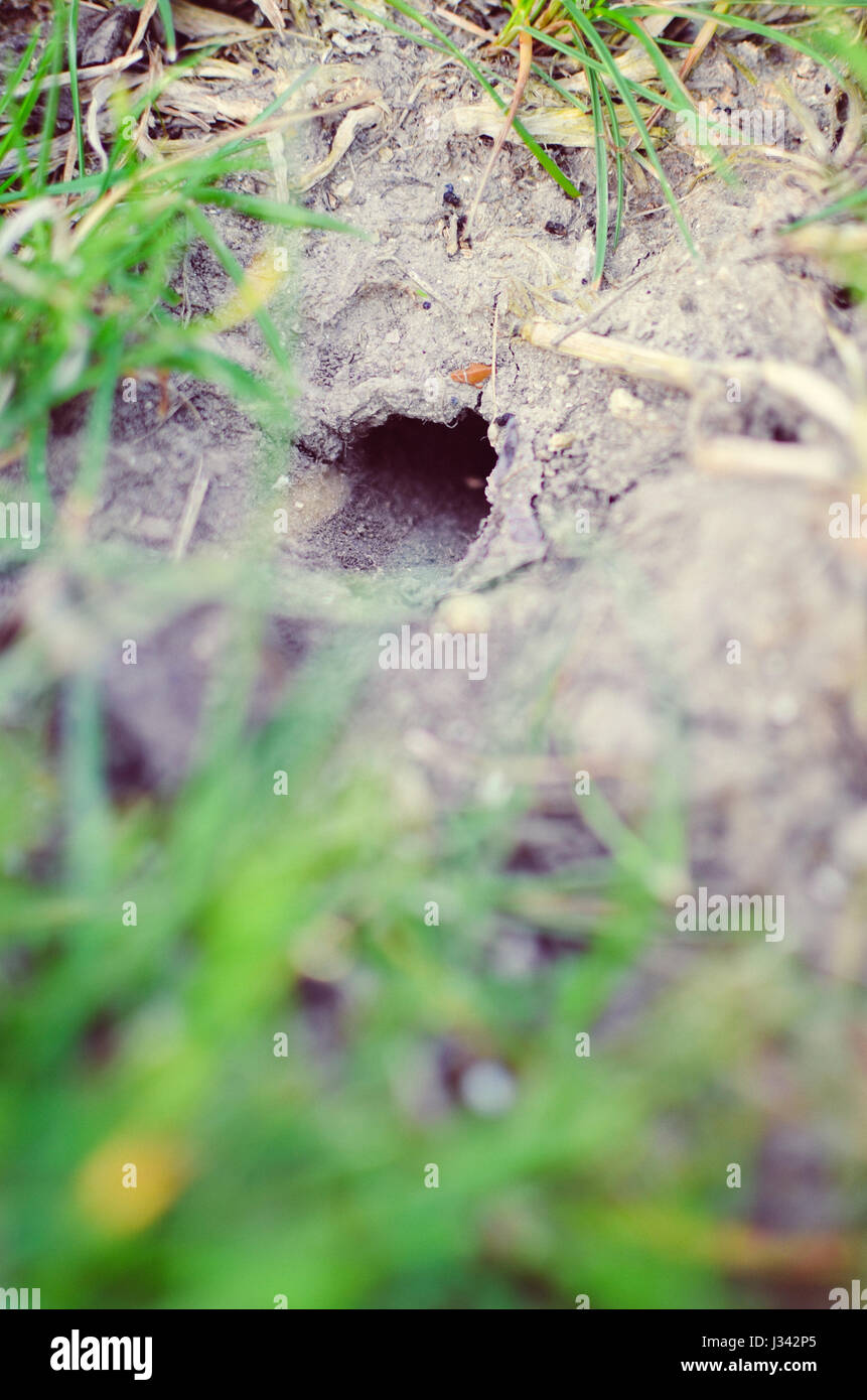 an unknown animal or grid bug home underground on a hillside covered ...