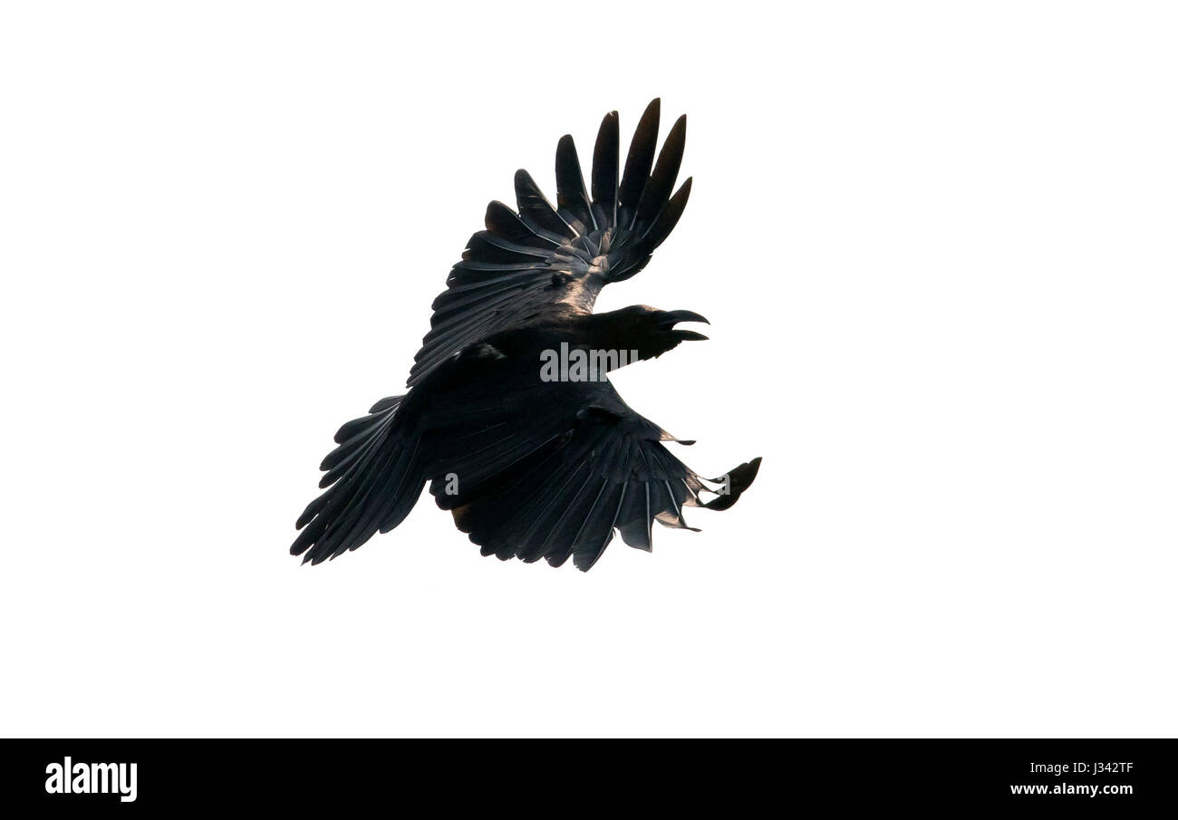 Crow flying hi-res stock photography and images - Alamy