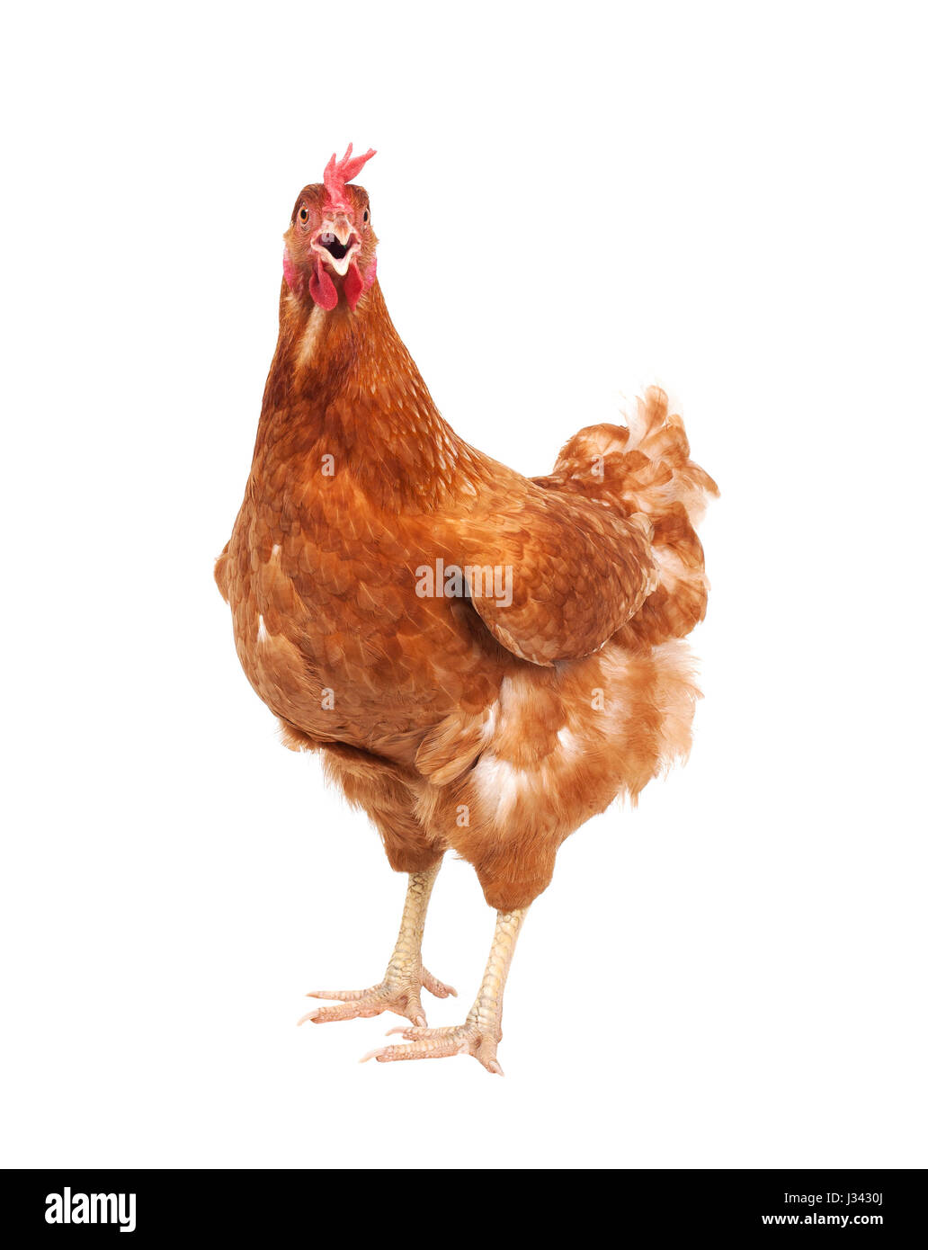 close up full body brown feather chicken standing isolated white ...