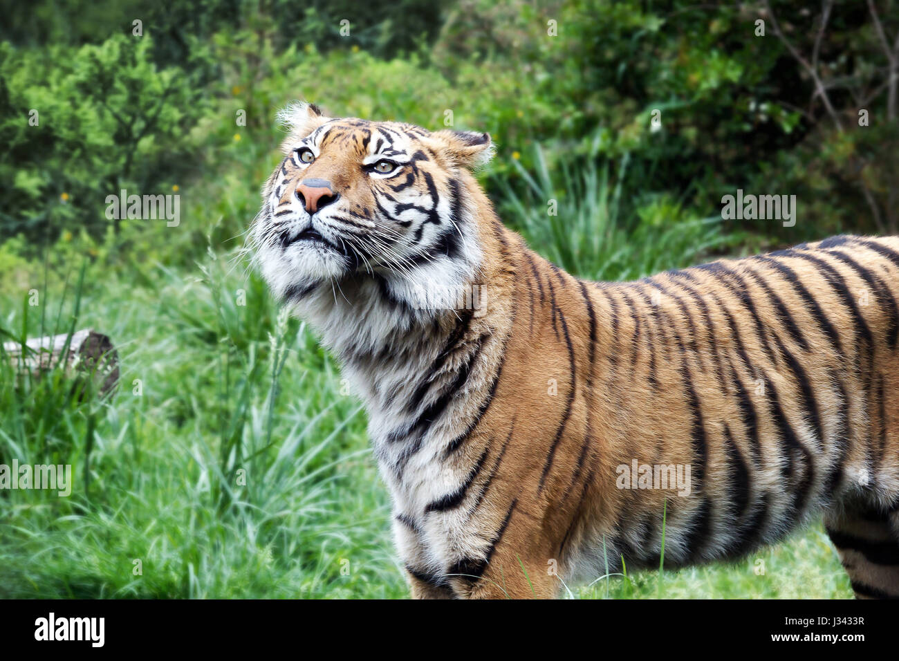 Tiger moving hi-res stock photography and images - Alamy
