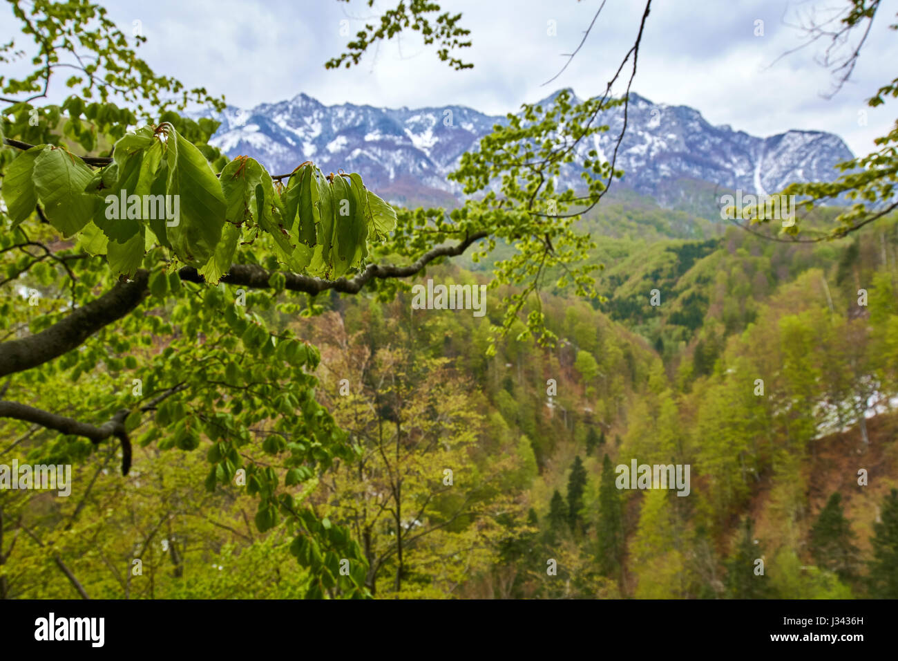 Landscape with mountains behind deciduous forests in the spring Stock ...