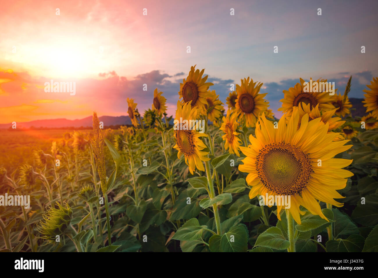 beautiful sun set sky and sunflowers blooming in agriculture plantation ...