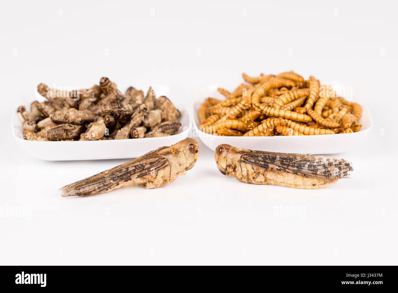 Fried crickets locust molitor insects, food of future rich protein ...