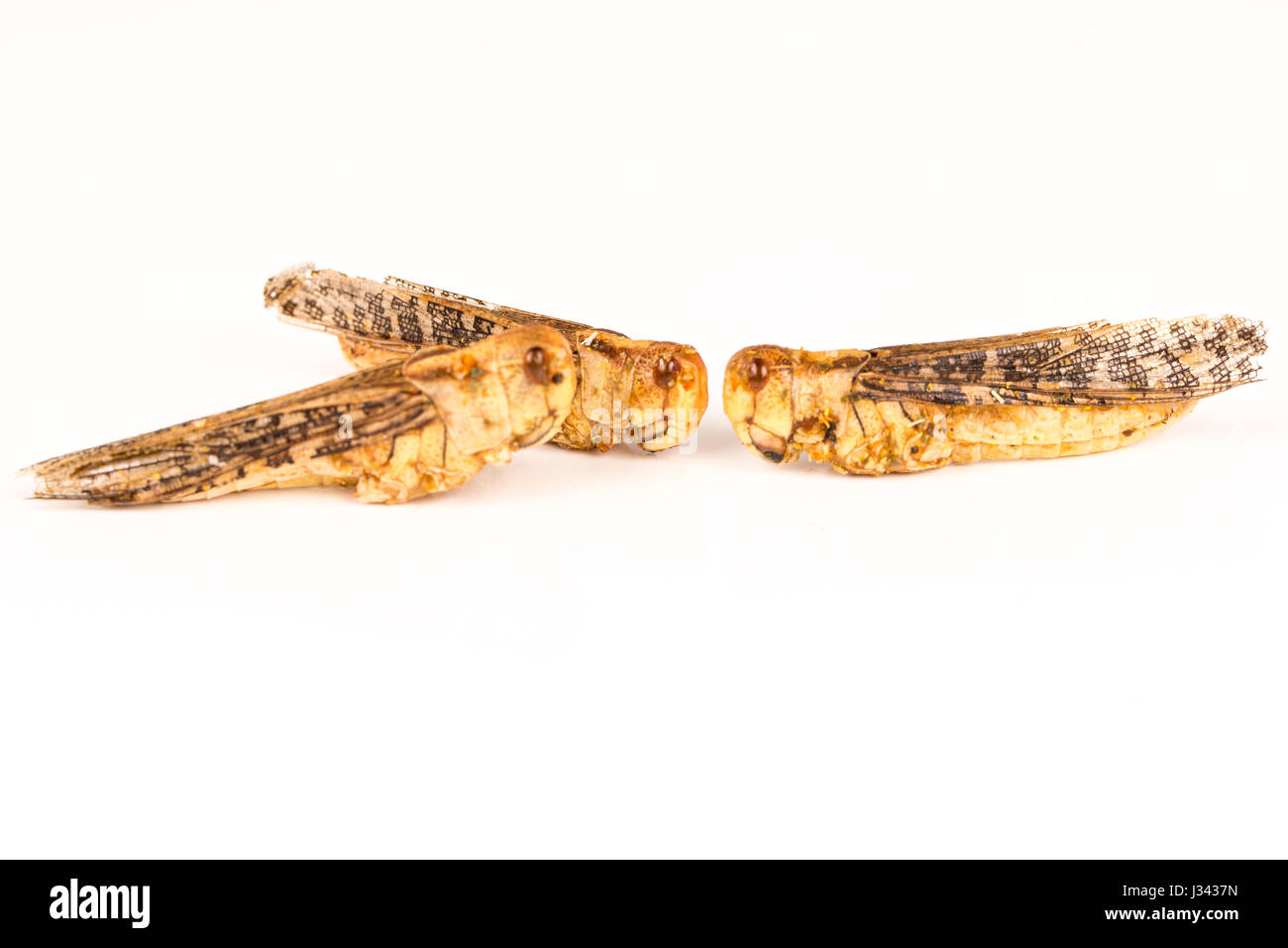 Fried locusts insects, aperitif food of future rich protein France ...