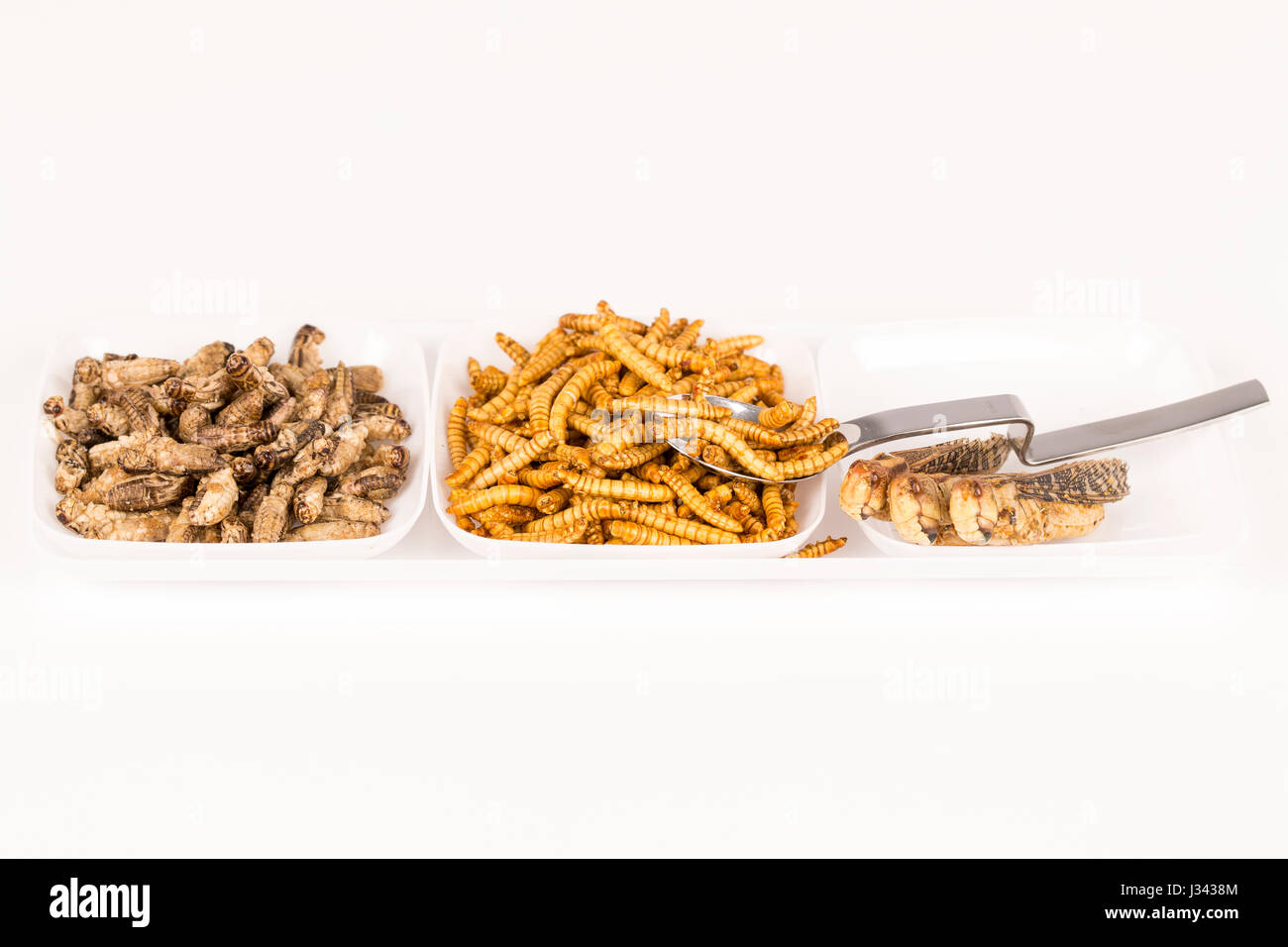 Fried crickets locust molitor insects, food of future rich protein ...