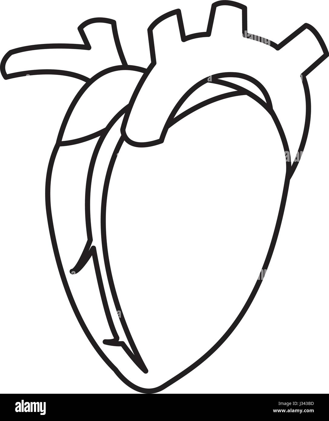 Organ cardiology Black and White Stock Photos & Images - Alamy