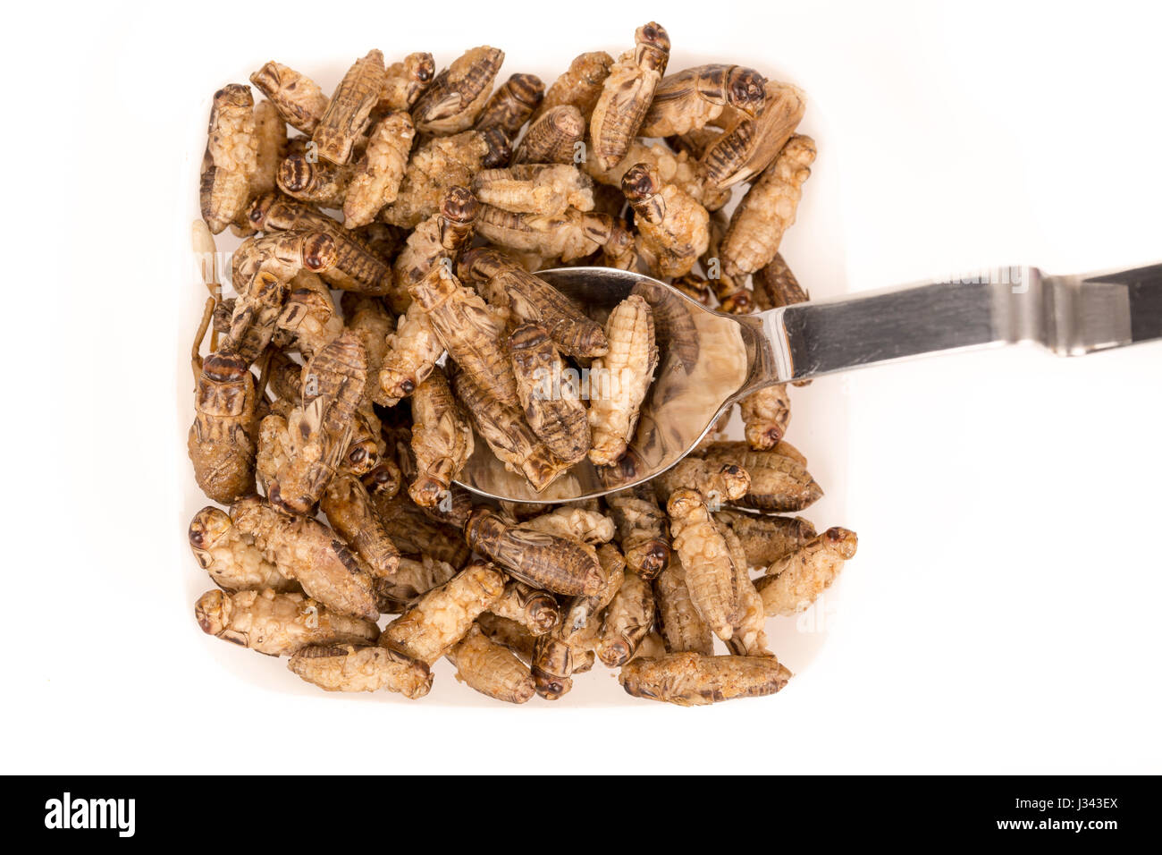 Fried crickets insects, food of future rich protein France Stock Photo ...