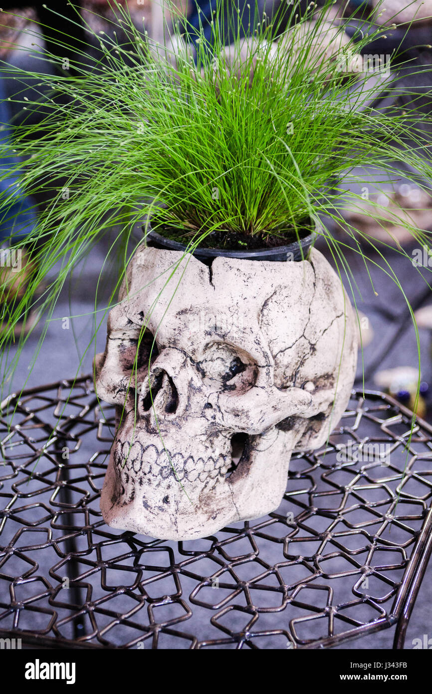 Flower pot as a a human skull. Front view. Decorative pot. Interior ...