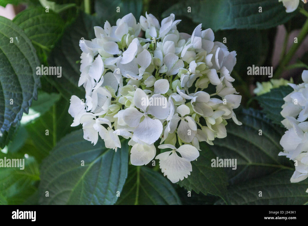 Blushing Bride Endless Summer Mophead. Hydrangea. Hydrangea bushes ...
