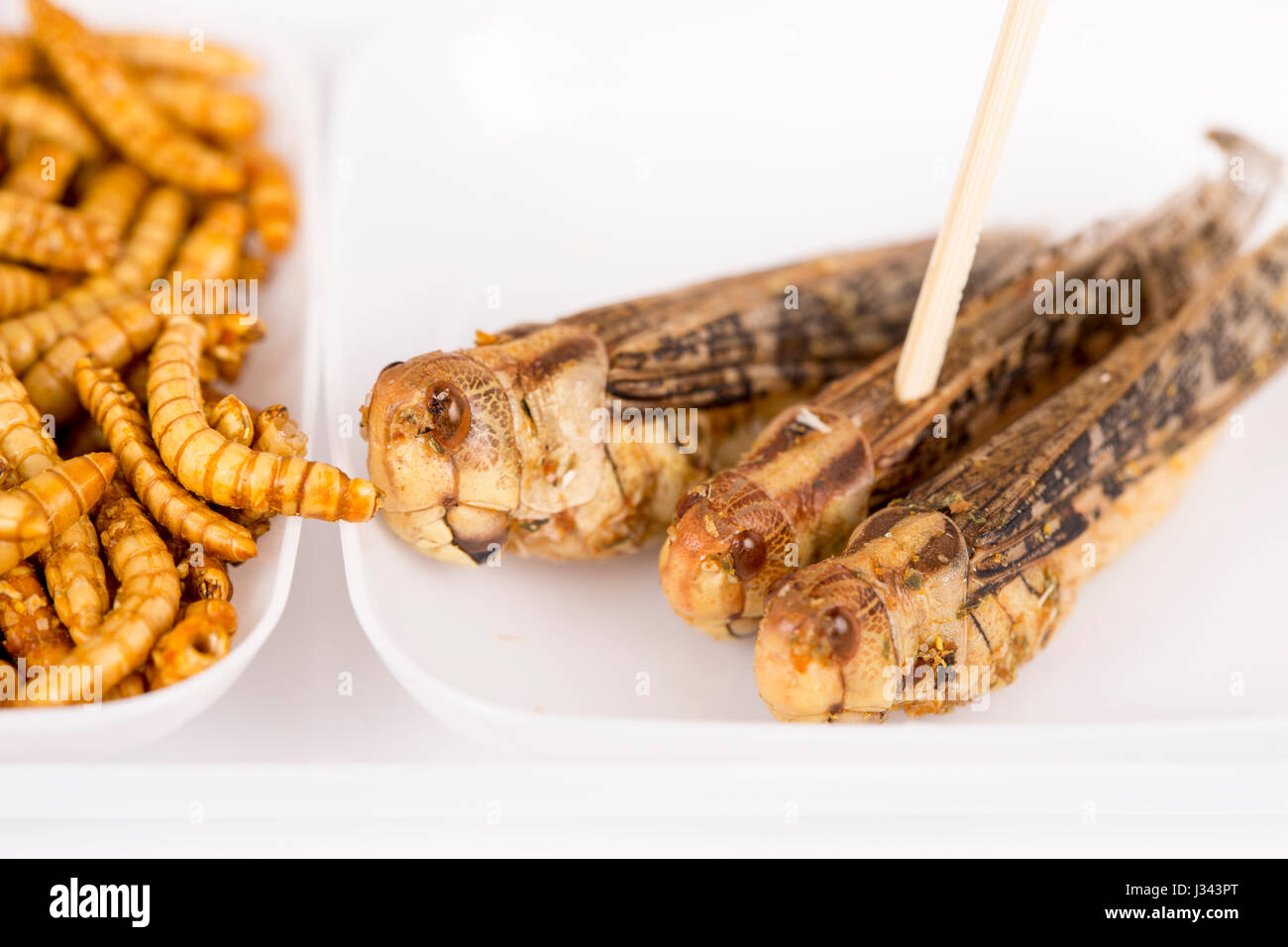 Fried crickets locust molitor insects, food of future rich protein ...