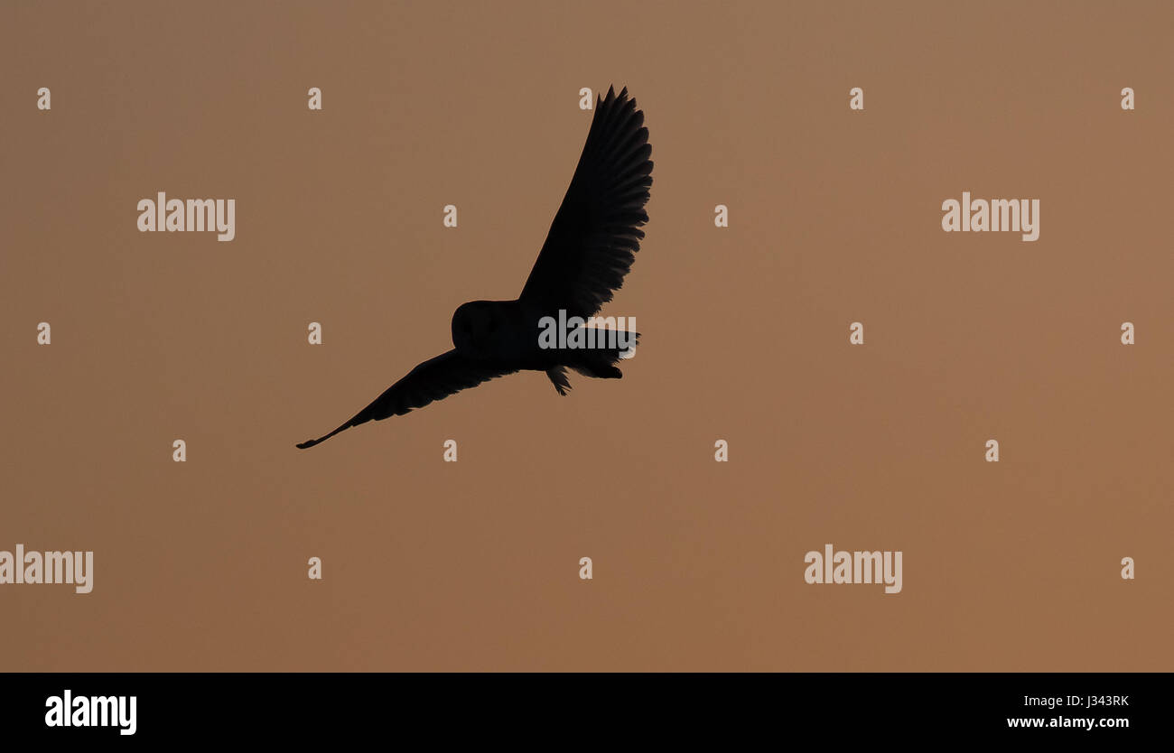 Barn owl silhouette hi-res stock photography and images - Alamy