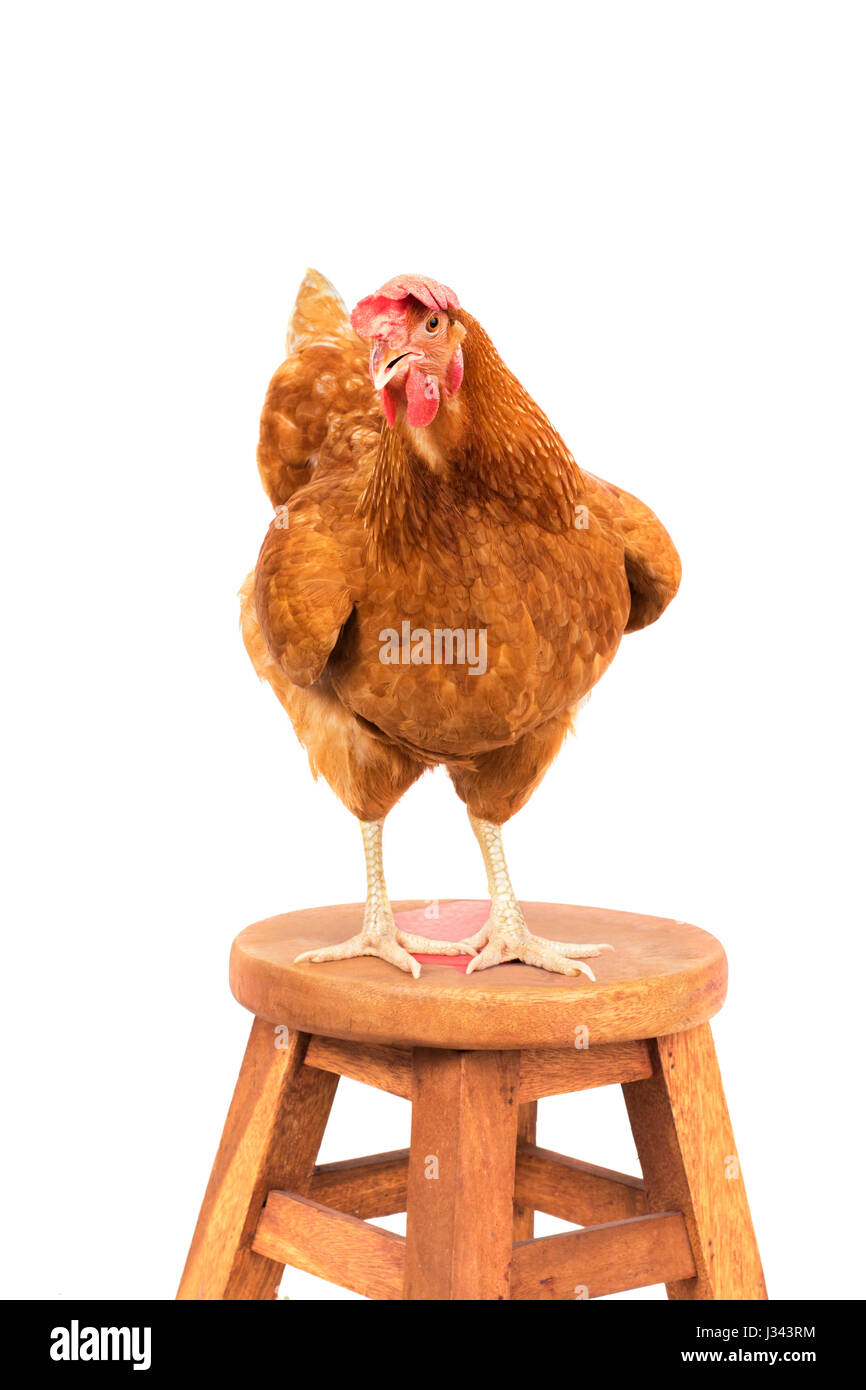 close up brow chicken standing on wood desk isolated white background ...