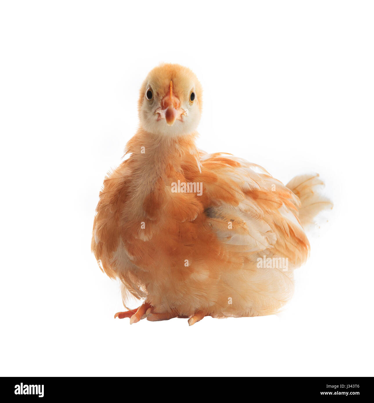 close up face of young chicken on white background use for lovely pets ...