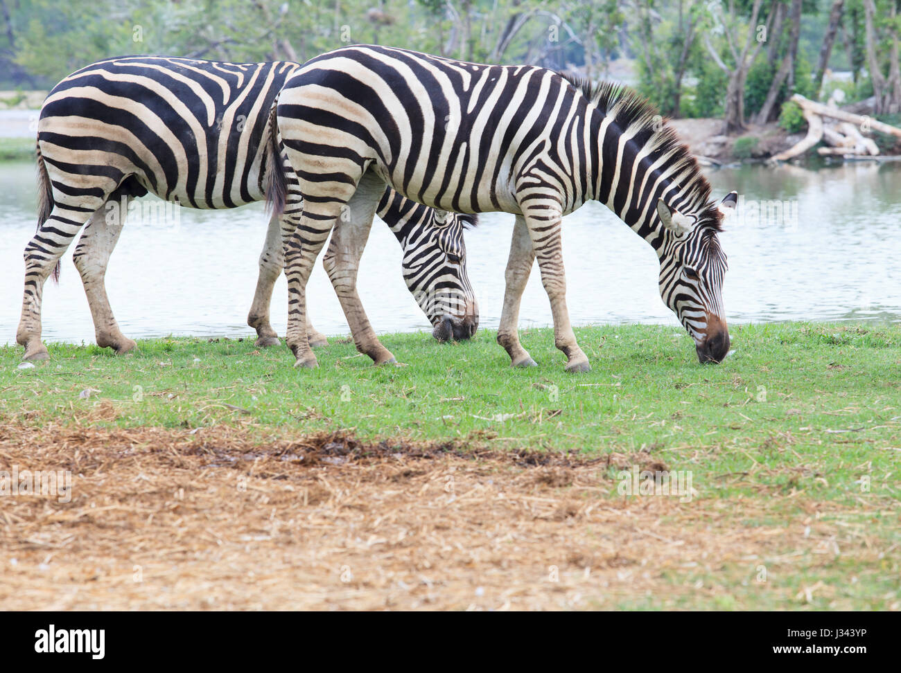 What Do Zebras Eat In Africa