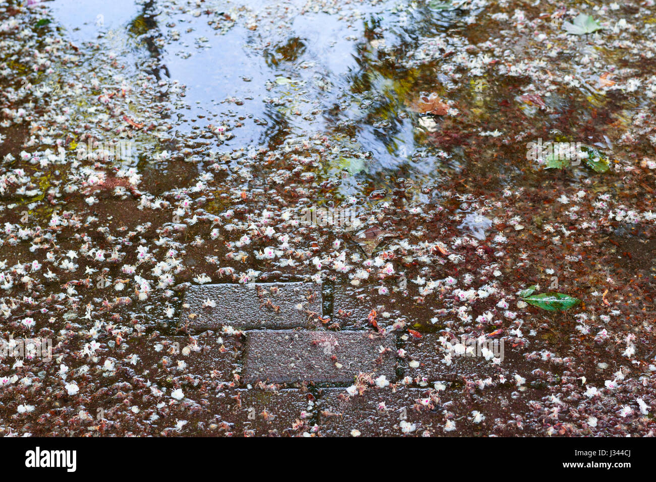 Puddle on street hi-res stock photography and images - Alamy