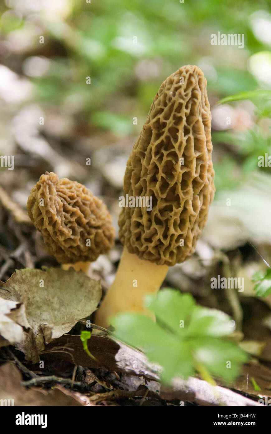 Wild morel mushrooms on the forest floor Stock Photo - Alamy
