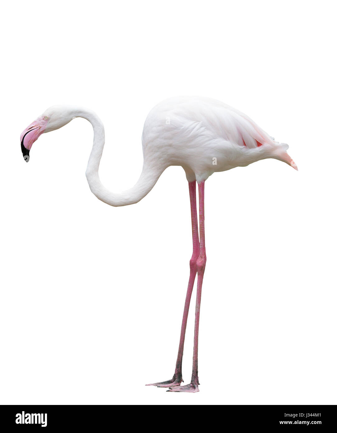 flamingo birds stand isolated white background Stock Photo - Alamy