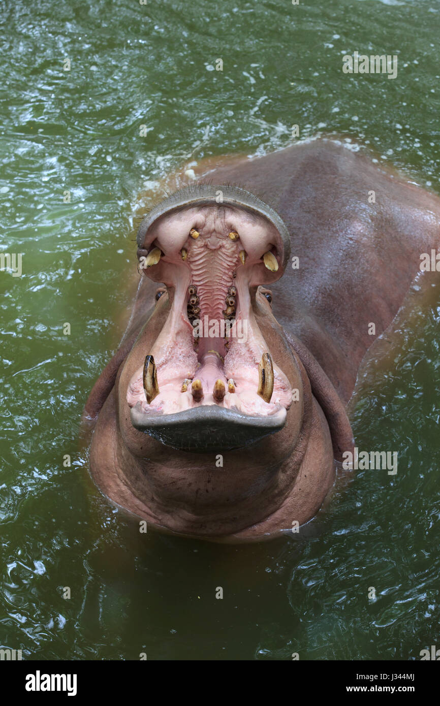 hippo open mouth Stock Photo - Alamy