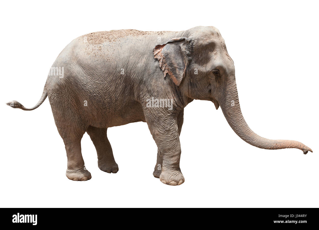 side view of asian elephant playing isolated white background use for ...