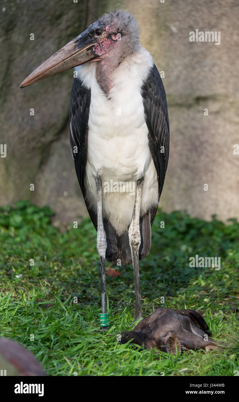Maraboe, marabou stork, leptoptilos crumeniferus in the zoo Stock Photo ...