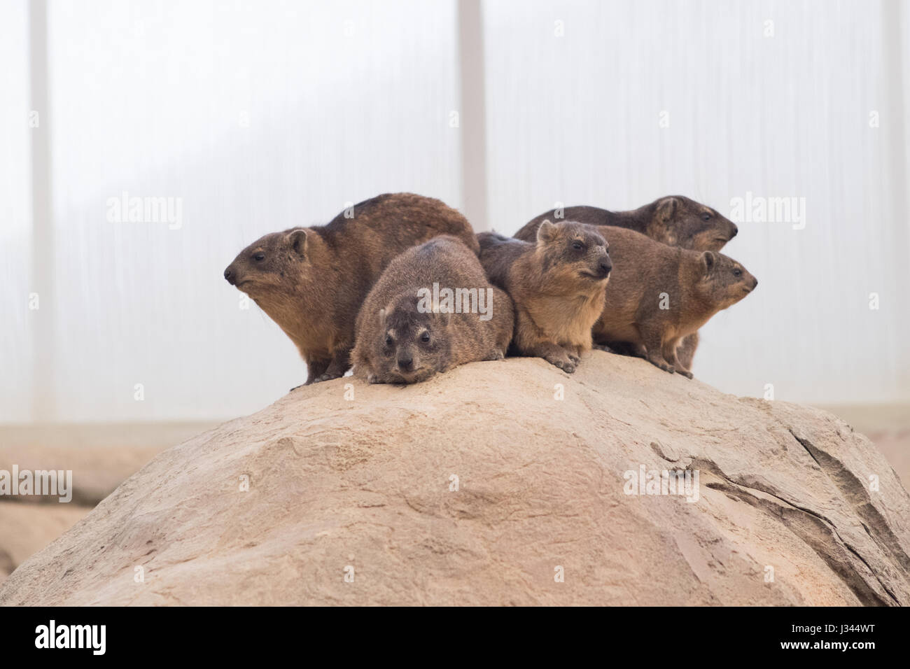 Rock hyrax zoo hi-res stock photography and images - Alamy