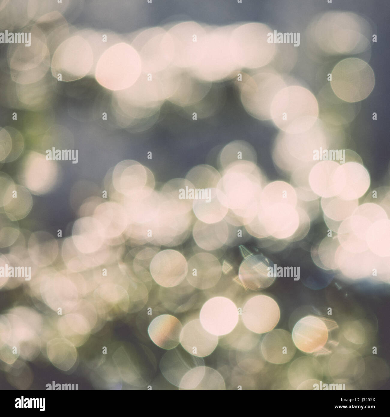 spruce tree in winter with abstract blur boke in bright sunlight ...