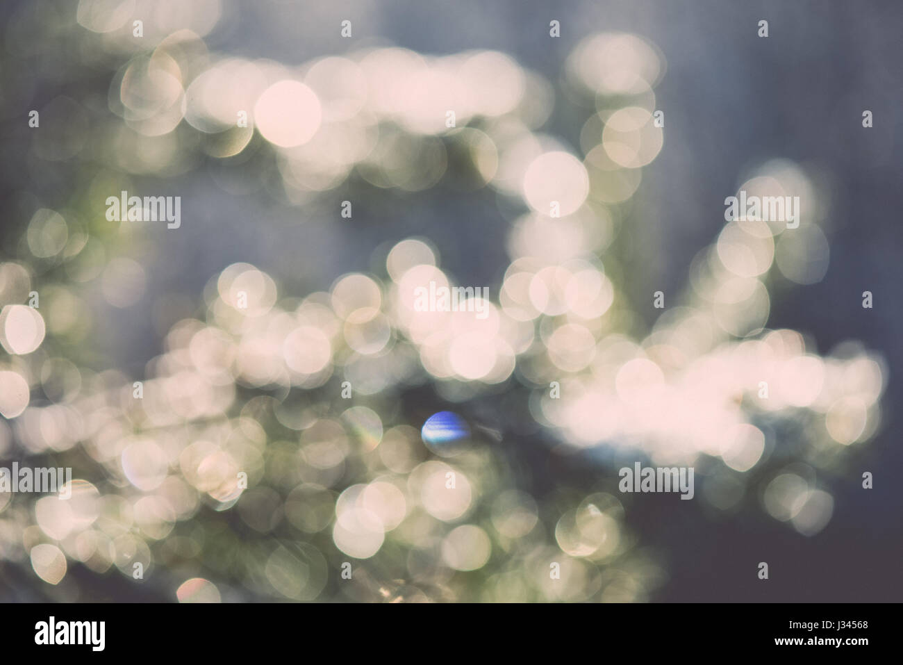 spruce tree in winter with abstract blur boke in bright sunlight ...