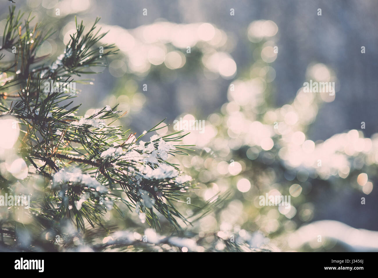 spruce tree in winter with abstract blur boke in bright sunlight ...